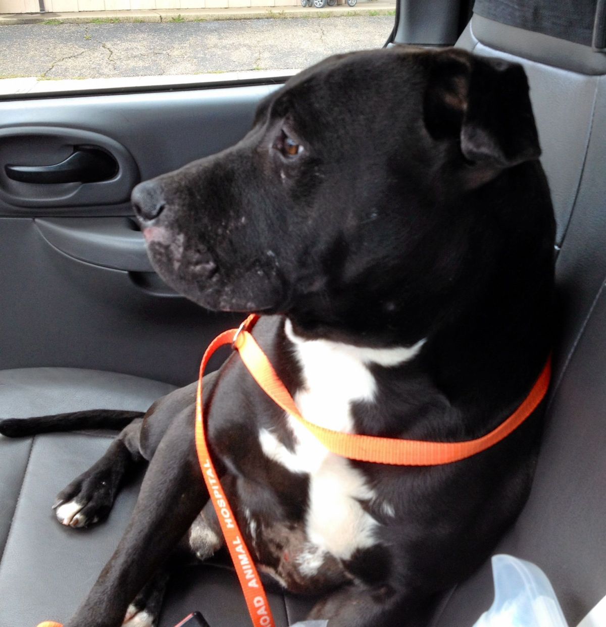 #11 The Jury Trial Involving Justice for Murphy (the dog) – Hopelessly ...